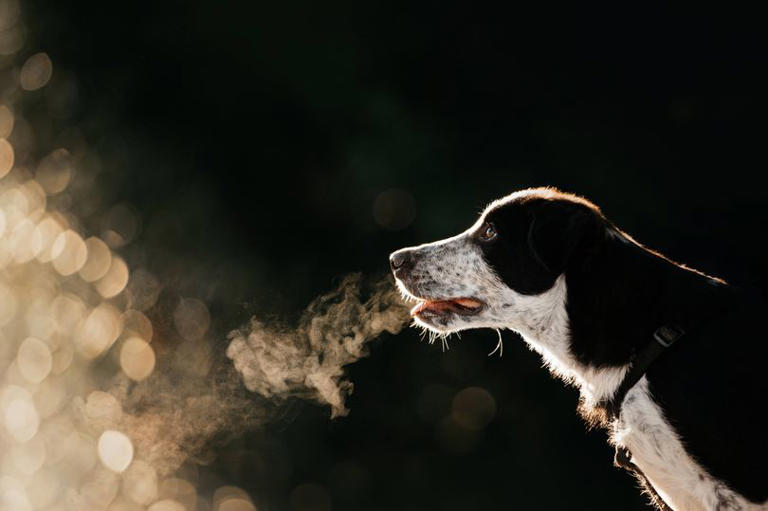 'I'm a vet and this is why your dog's breath smells bad'