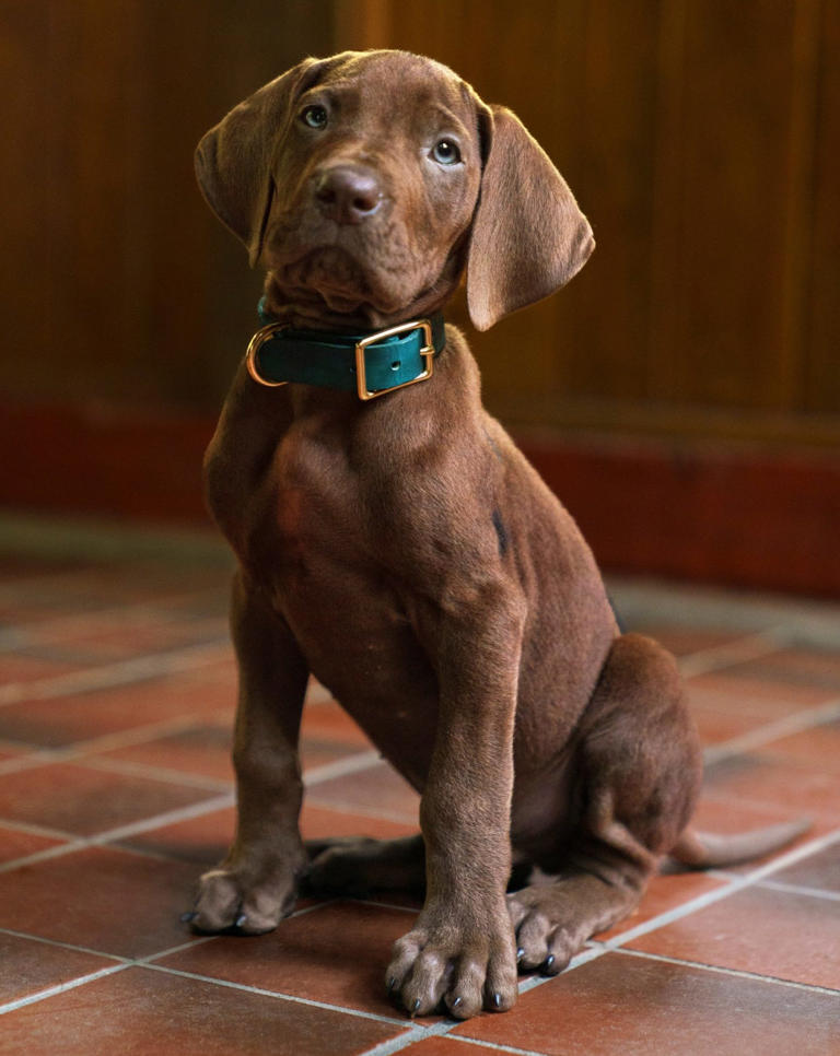 Netflix’s Scooby-Doo reboot accused of 'ruining childhoods' after dog ...