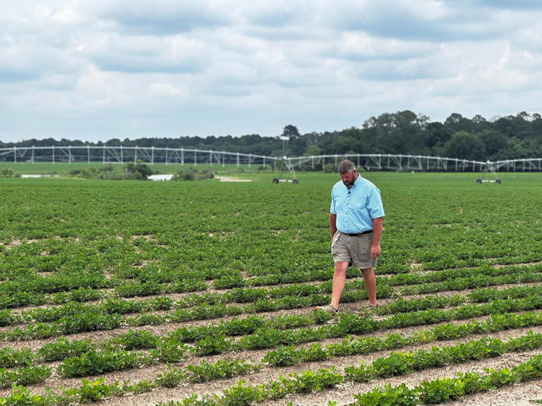 Space weather could threaten Georgia peanut crop, UGA study finds