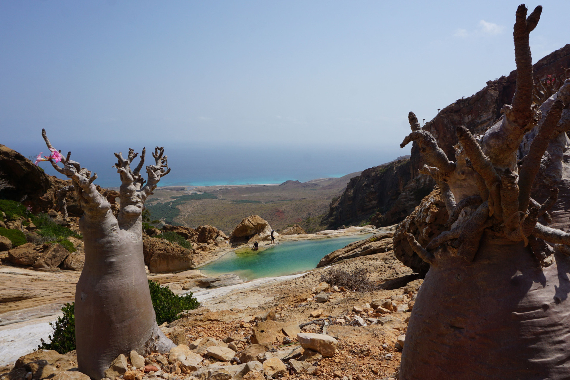 Socotra Island, the most unworldly place on the planet