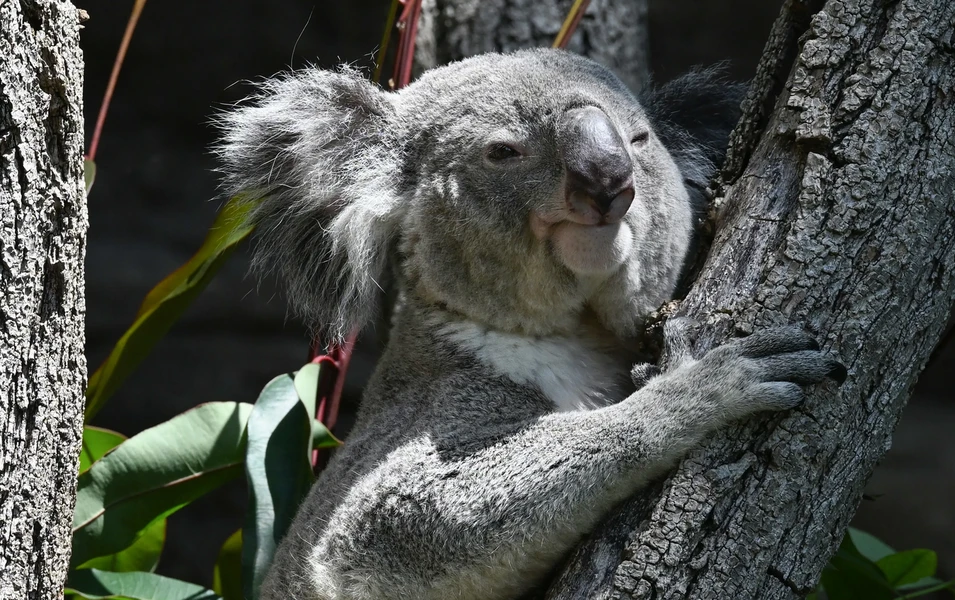 Genomic study reshapes koala history and conservation urgency