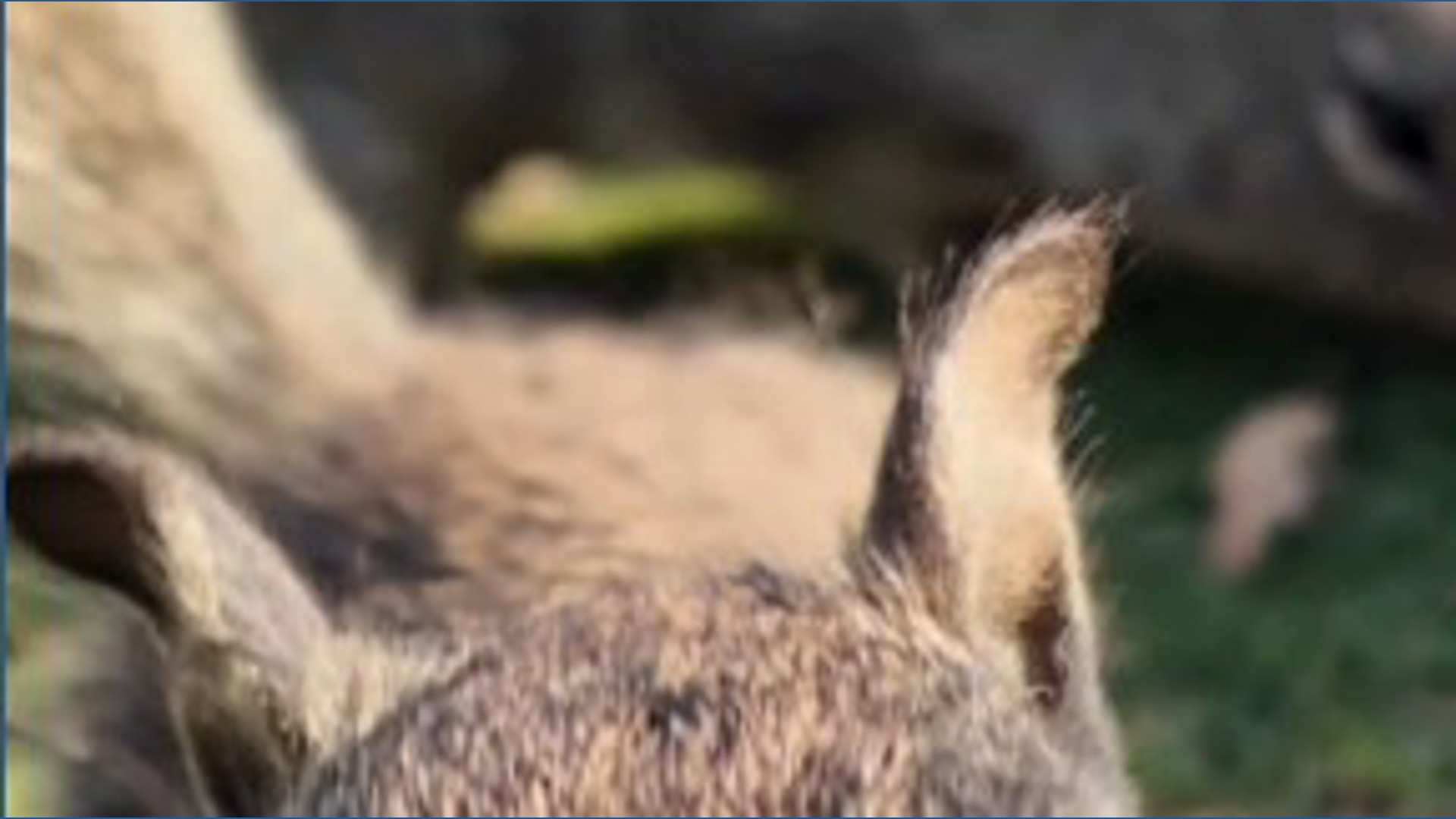 Dominant squirrels take over park