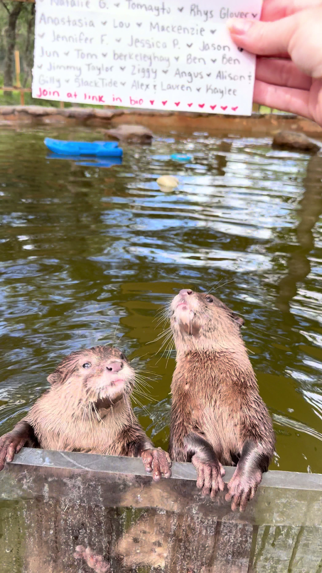 How ottergrams are becoming playful and edible art
