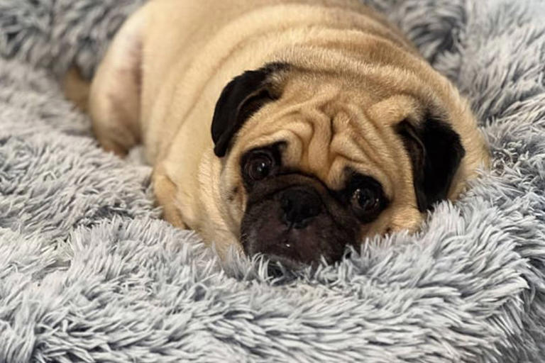 Update on 67 dog breeds at risk of being banned in UK - full list