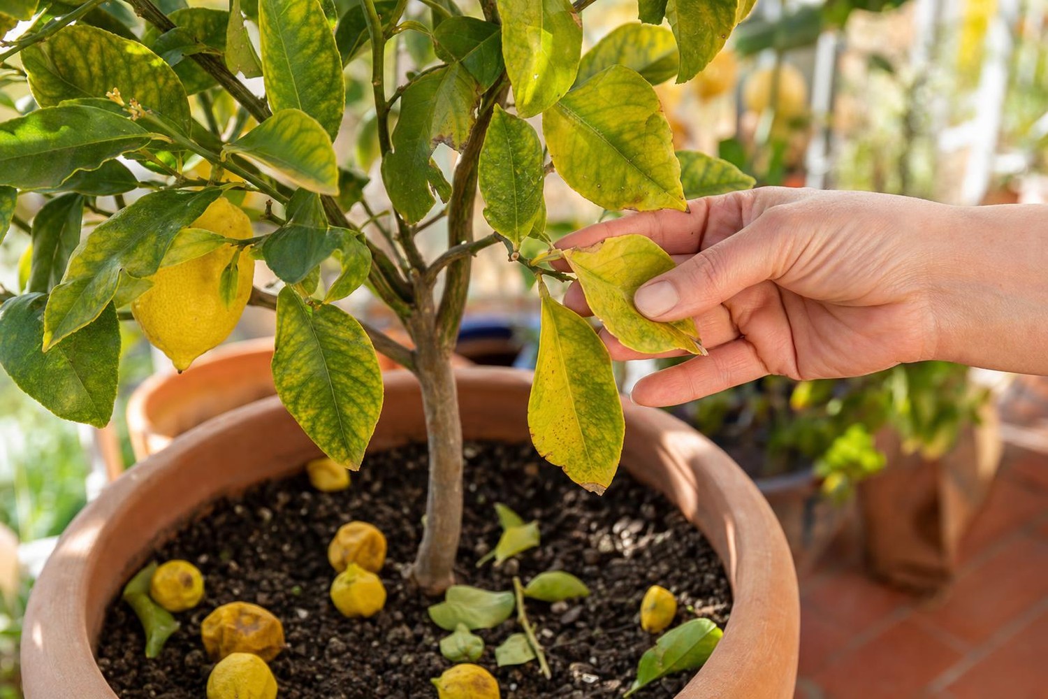 Citronnier en pot : 3 signes invisibles qu'il est en train de s'épuiser ...