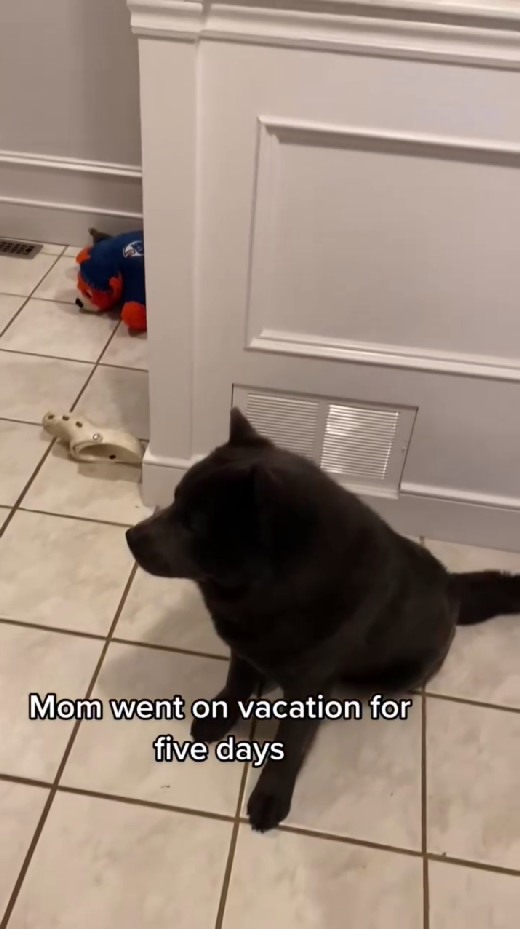 Heartwarming Chow Chow Proud To Be Mamas Boy