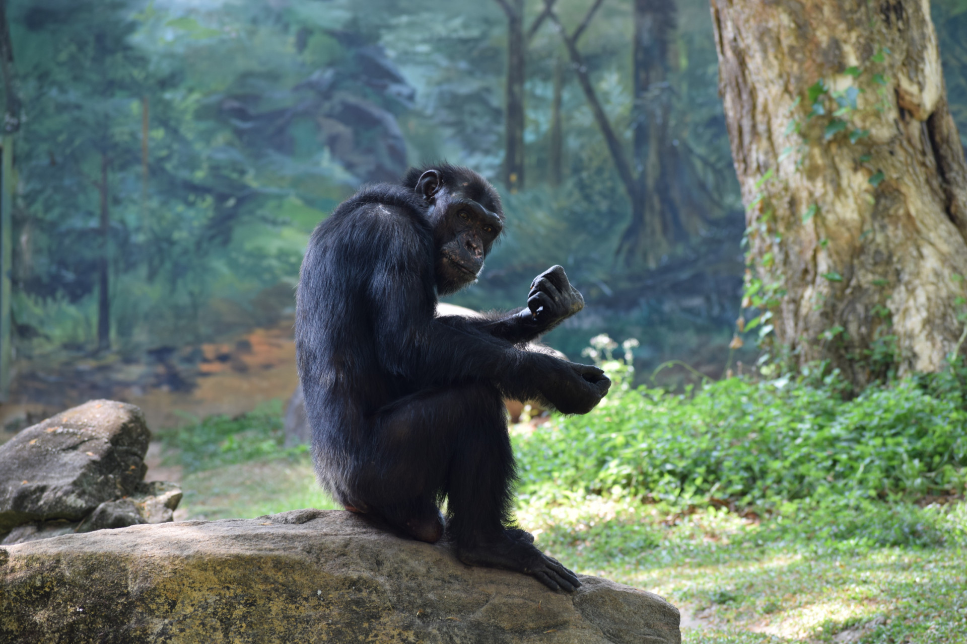 The 30 smartest animals on planet Earth