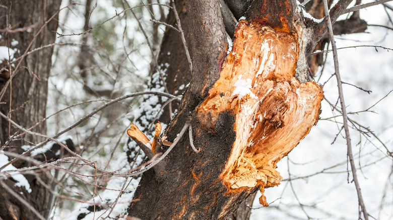 Signs that tree removal is the right decision for your yard