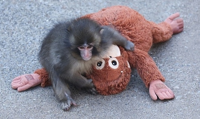 Americans fined for trespassing onto enclosure of Japan's beloved ...