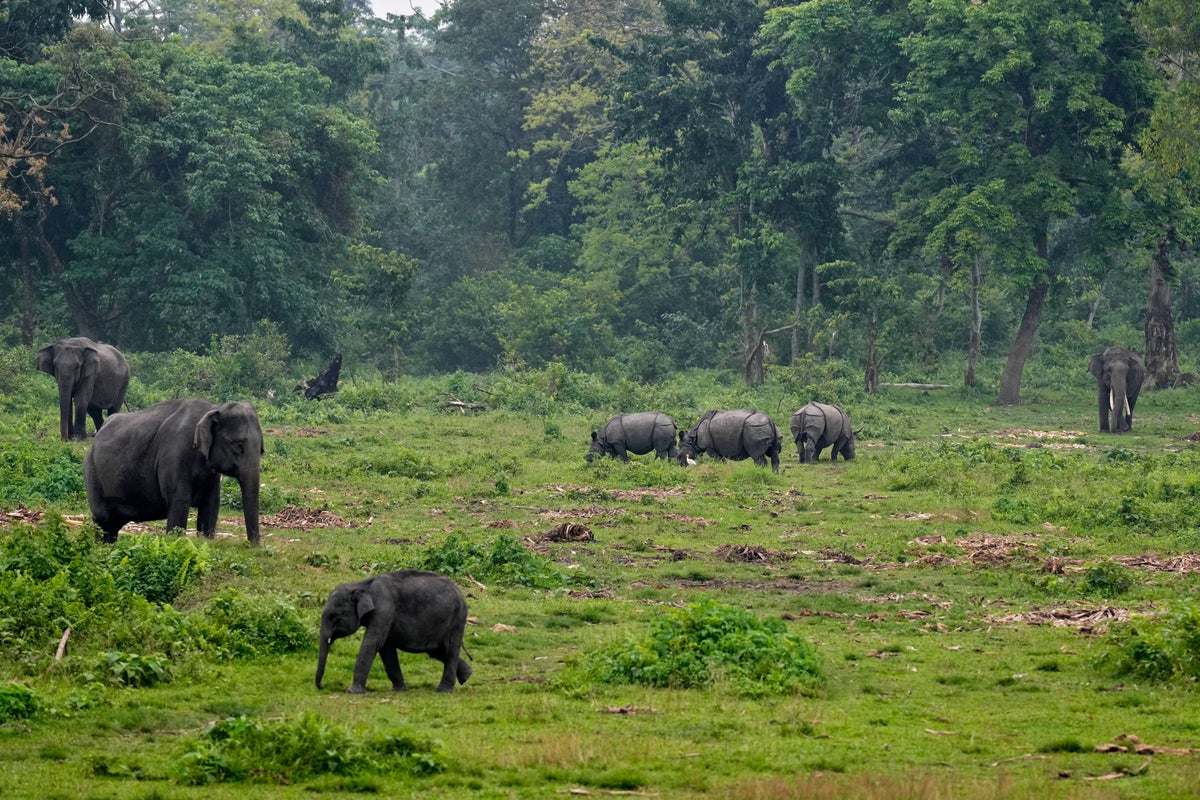Woman trampled to death by elephant while walking children to bus stop