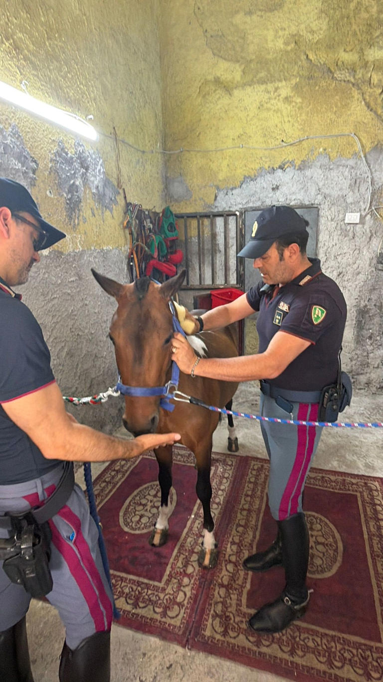 Pony rinchiuso in una stalla abusiva, proprietario denunciato