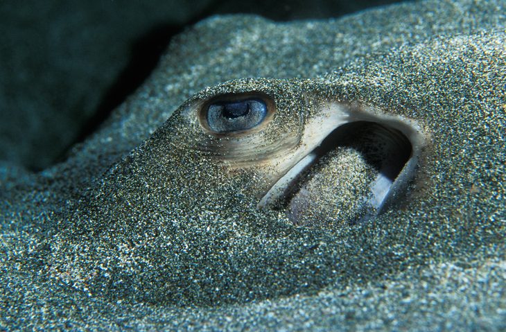 'Their sharp tail barb punctures your skin and the ray injects a toxic ...