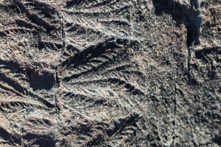 A lack of sex held back life's diversity for millions of years, fossil ...