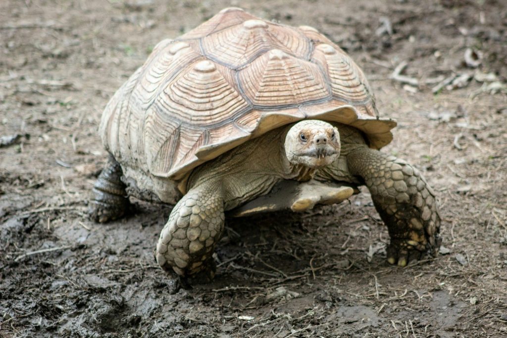 Animals once believed extinct that shockingly reappeared