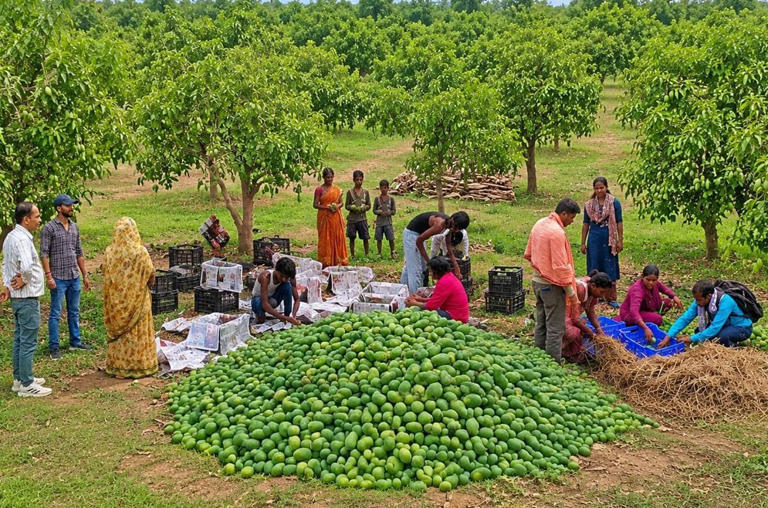 APEDA facilitates first export of fresh mangoes from Jharkhand to ...