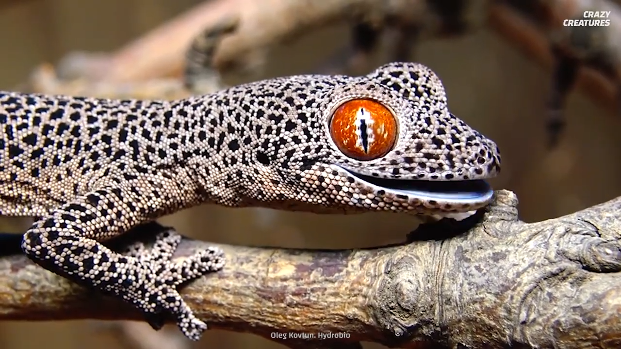 Watch what happens when a gecko fires a nasty chemical blast