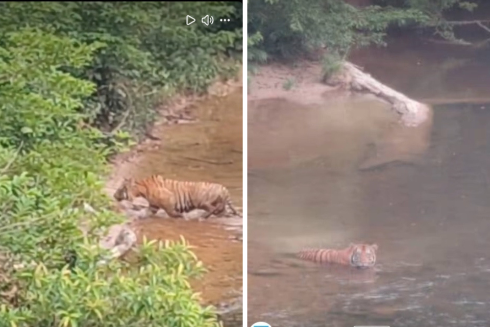 Perhilitan confirms report of Malayan tiger sighting in Gua Musang