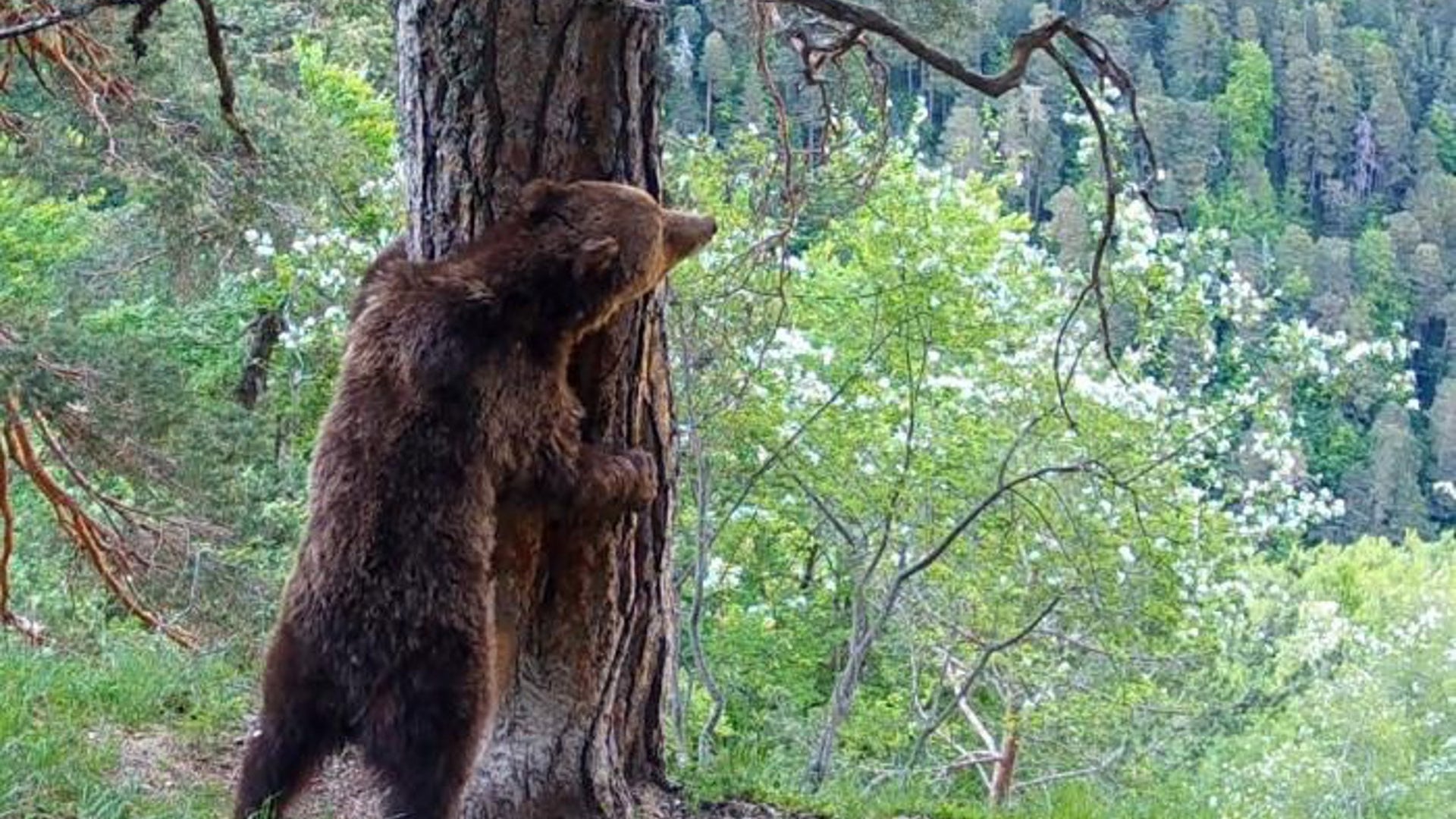 Pánico en Japón: capturan al oso que paralizó 100 escuelas y "sitió ...