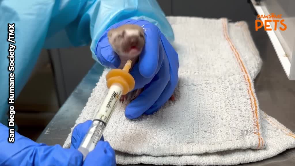 Orphaned baby animal rehabilitated and released back into the wild