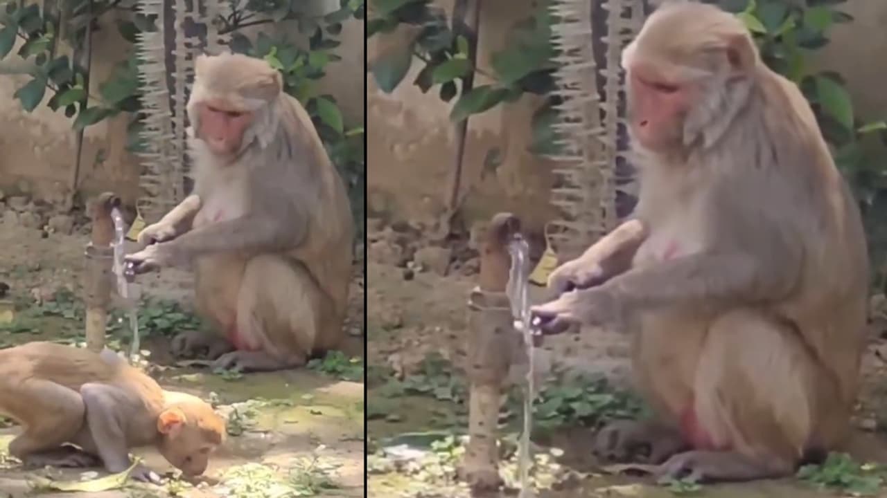 Viral video | Monkey drinks water, turns off tap; Uttarakhand Police ...