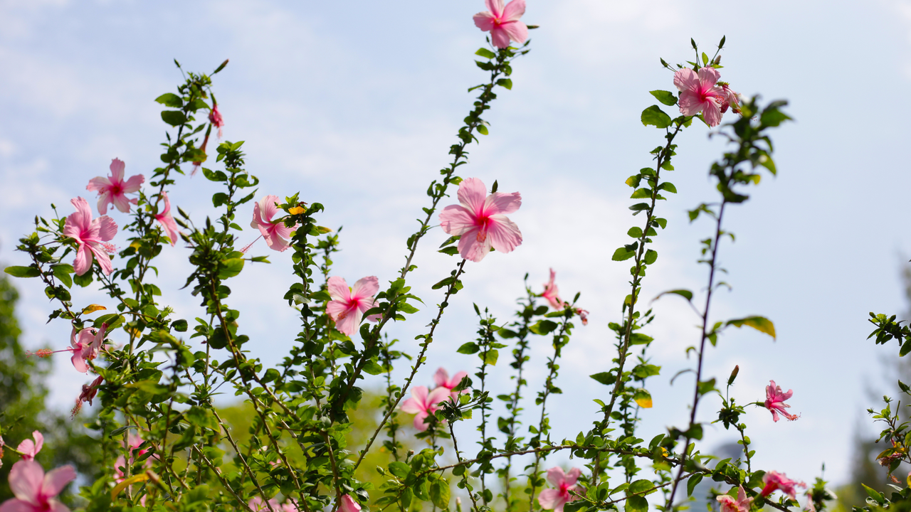 Sorry peonies, this low-maintenance shrub is a better choice for longer ...