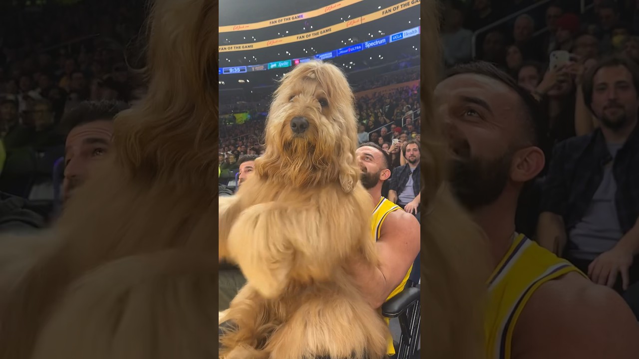 Dog wins epic dance battle at Lakers game! #losangeles #goldendoodle # ...