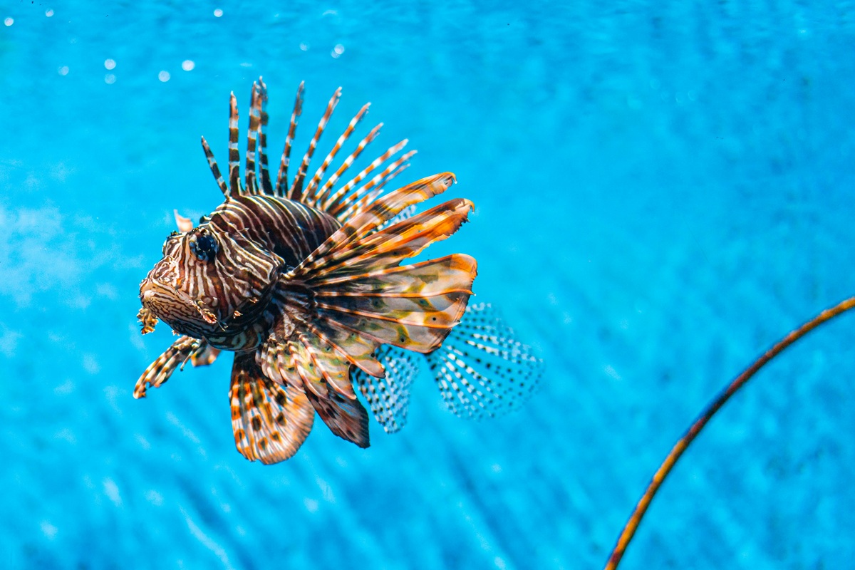 Scovato il pesce scorpione nell’isola: è velenoso. L’esperto al QdS ...