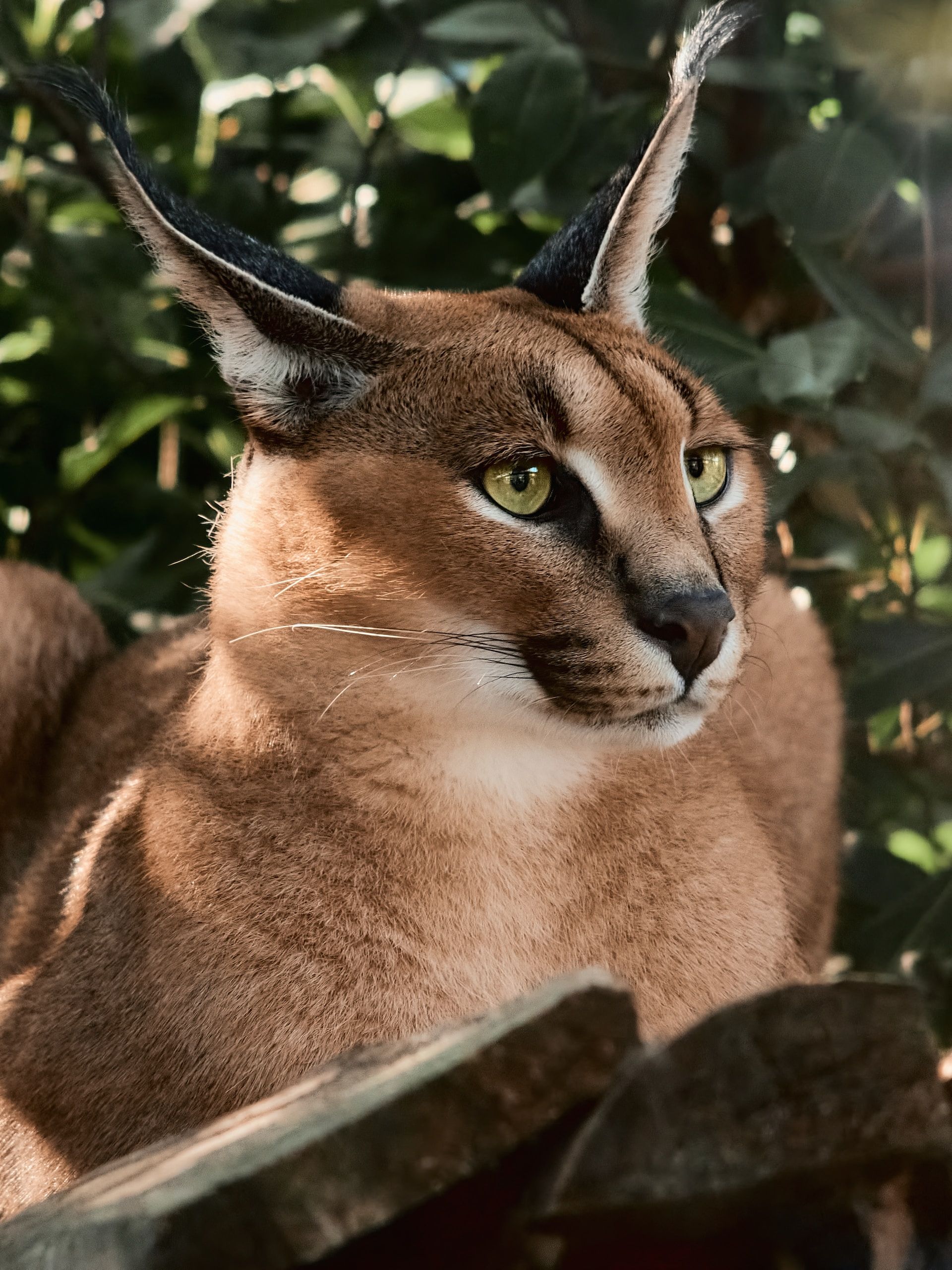 Scientists rejoice as rare deer-shaped cat reemerges at national park ...