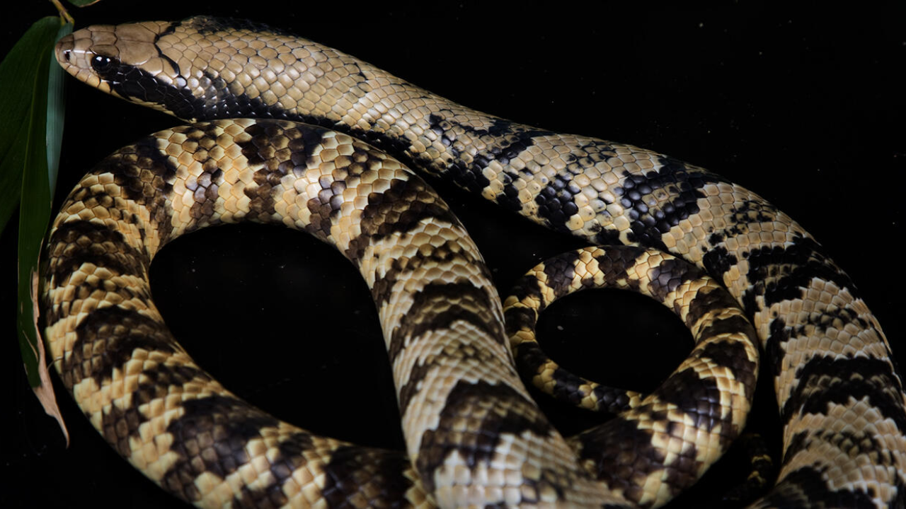 Meet the false water cobra: The giant hooded snake that looks like a ...