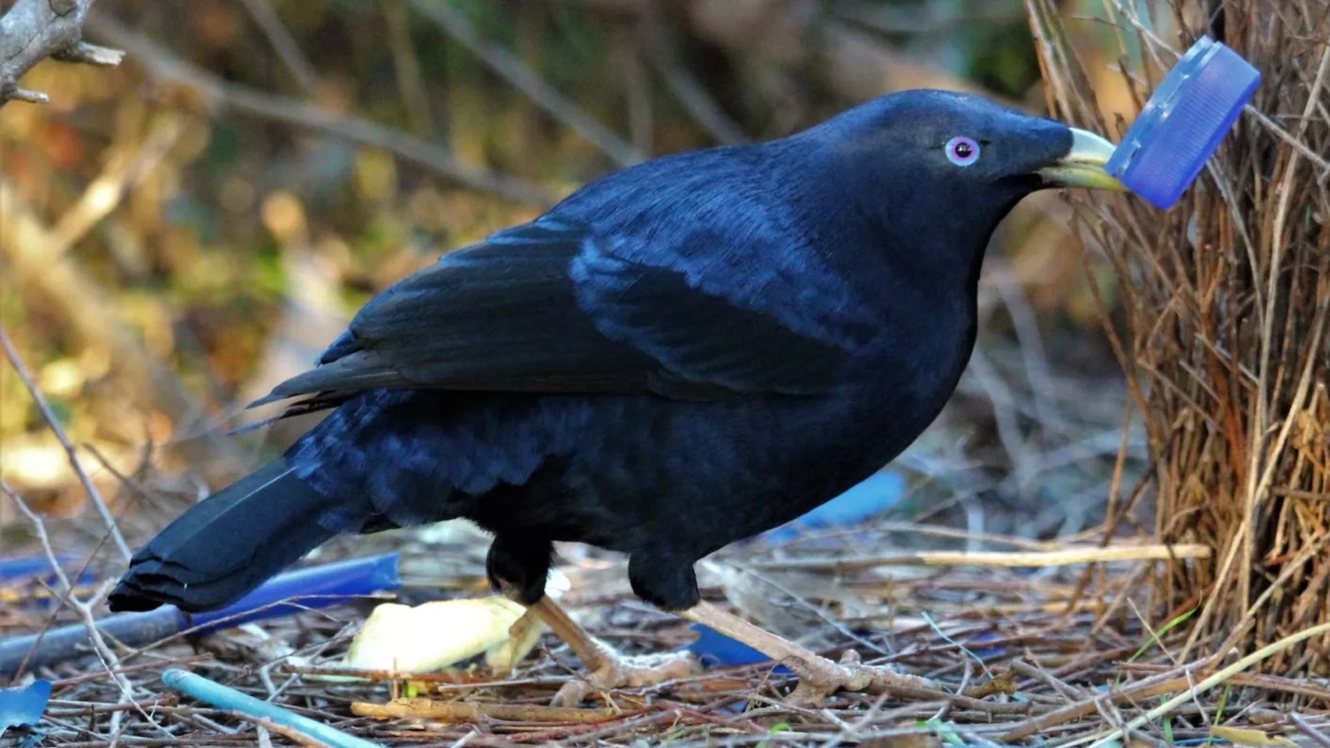 Why bowerbirds are decorating their nests with plastic and human objects