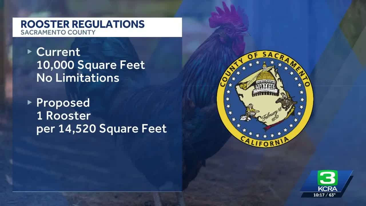 Sacramento County considers new rooster limits amid noise and ...