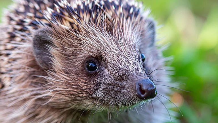 ‘Putting biodiversity in our hands’: British wildlife will soon be ...