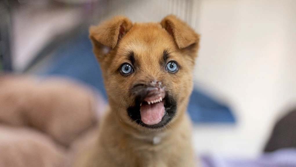 13 hilarious and heartwarming dog memes