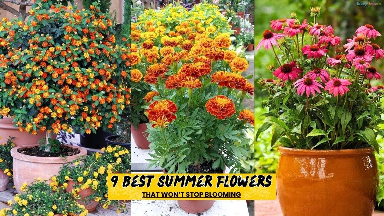 Nine flowers that bloom nonstop during summer heat
