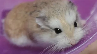 Hamster care tips every pet parent needs