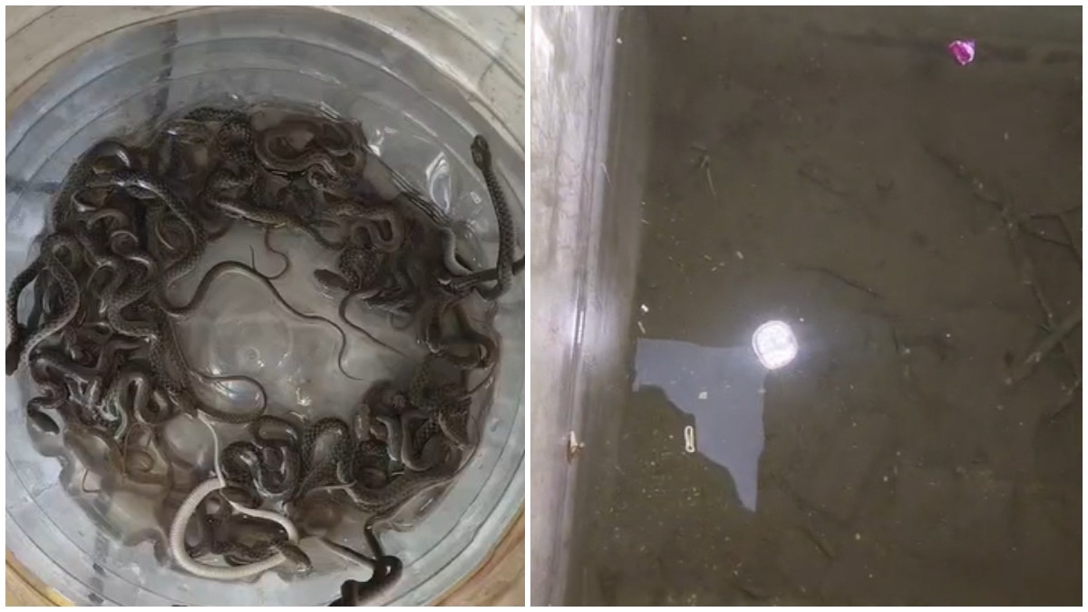 Haridwar family finds 27 snake hatchlings in water tank, watch rescue video