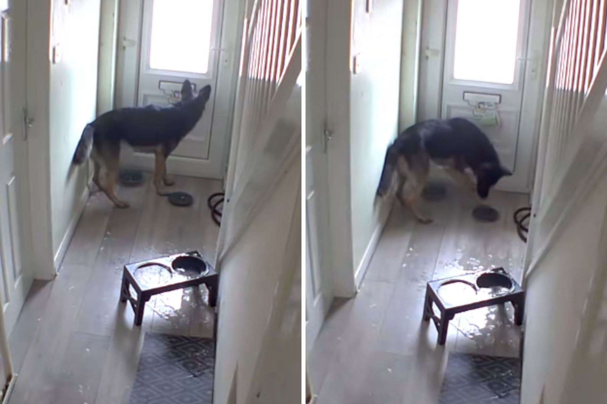 Guard dog notices someone at door—security cam captures the ensuing mayhem