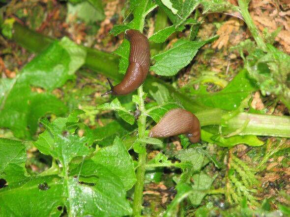 Add one kitchen scrap to your soil and slugs will stay away from garden