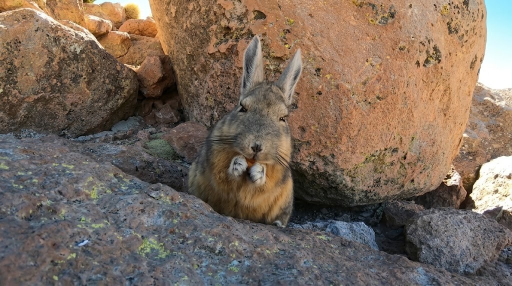 Everyone thinks this animal is half asleep... they're wrong