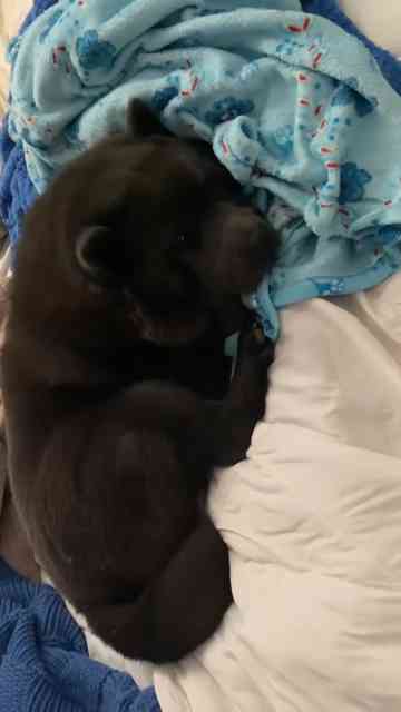 Funny Pet Moment Sleeping On Moms Housecoat At Home