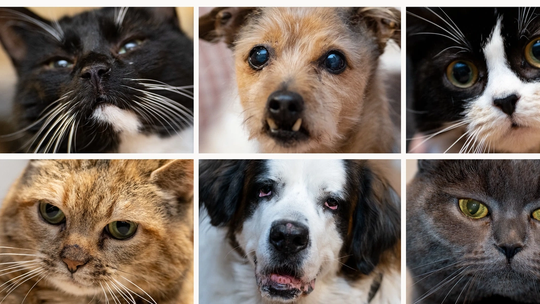 Finding the perfect cat name made easy