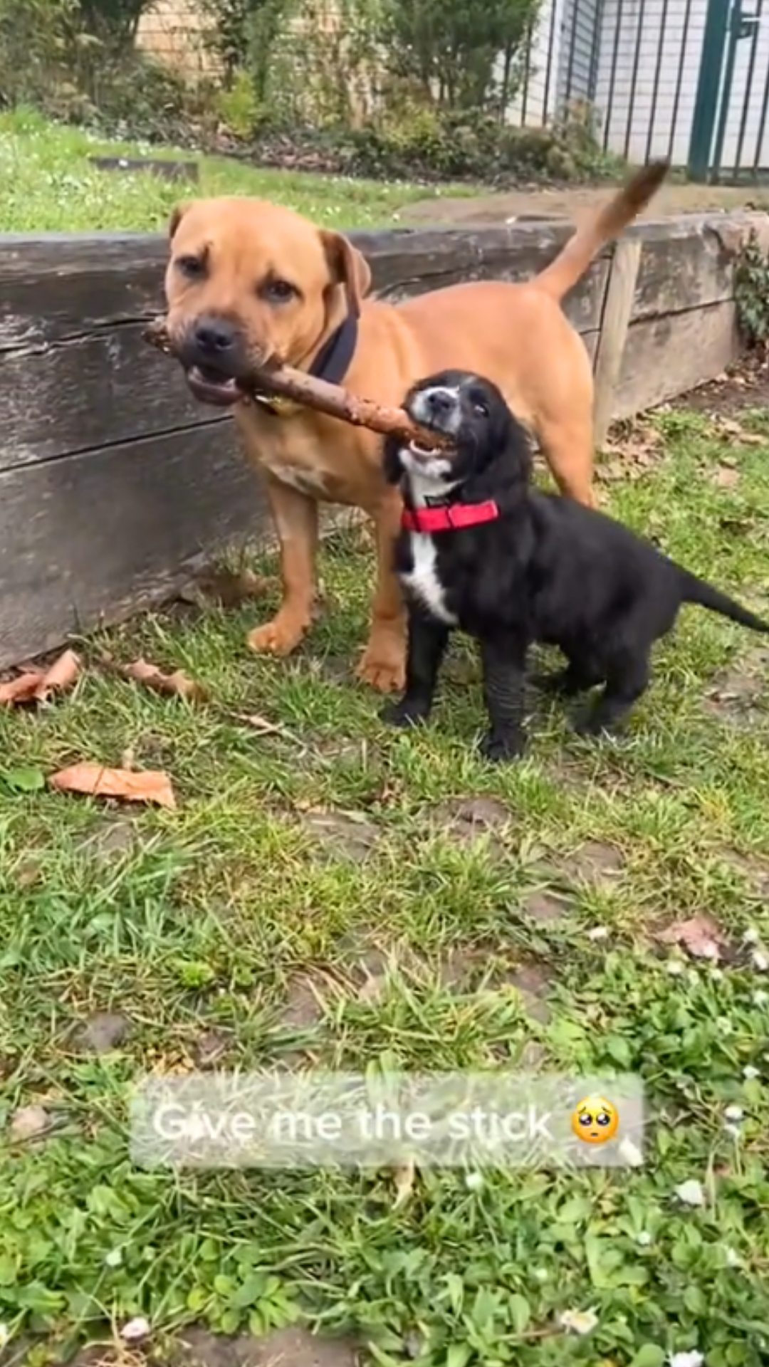 Donne-moi mon bâton moment chien trop mignon