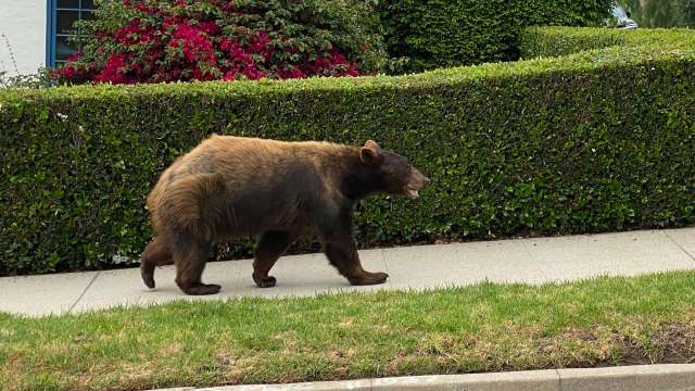Residents wake to Florida black bear swimming through lake before ...