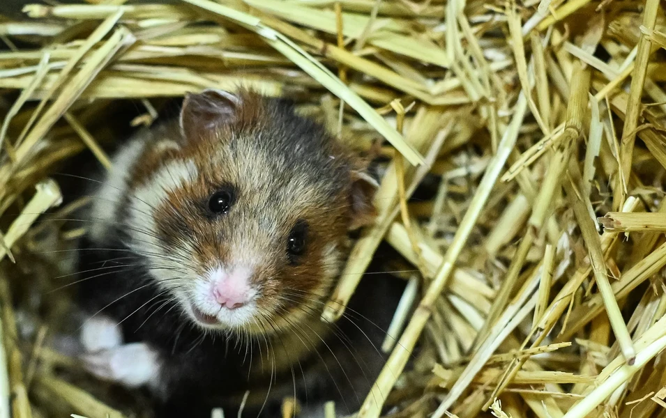 Hamster care tips every pet parent needs
