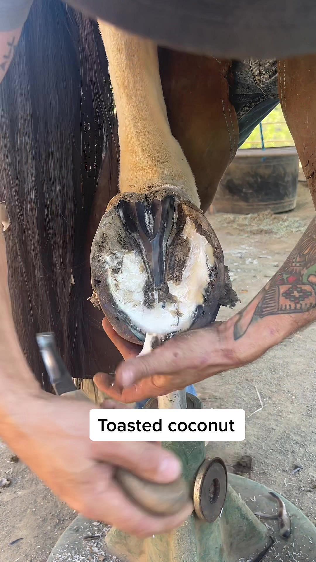Toasted coconut and farrier work