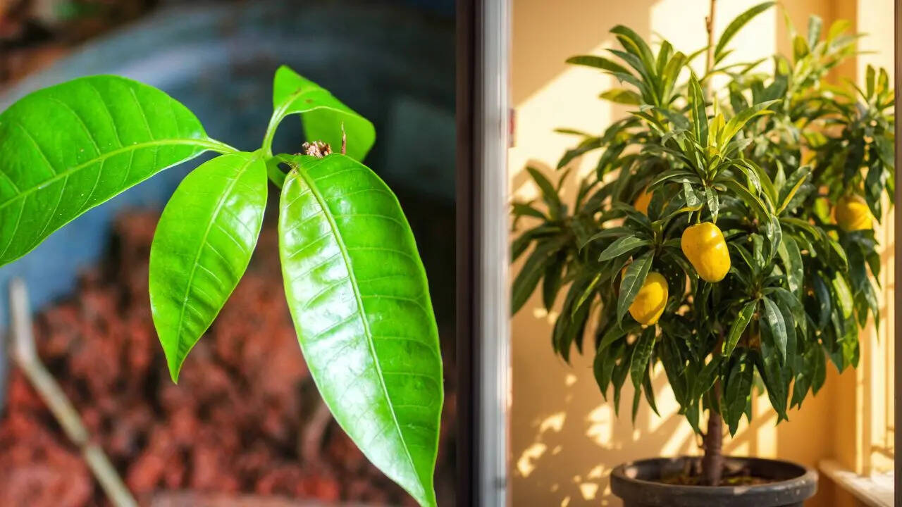 This rare Baramasi mango tree produces juicy mangoes in just 9 months ...