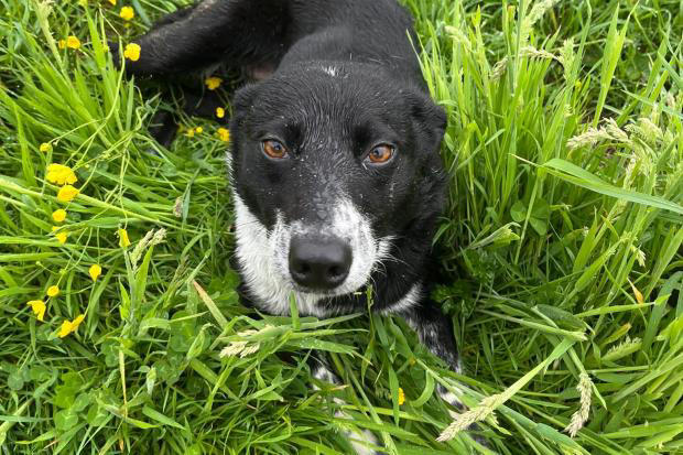 Two-year-old sheepdog gives up farm life for sofa snuggles