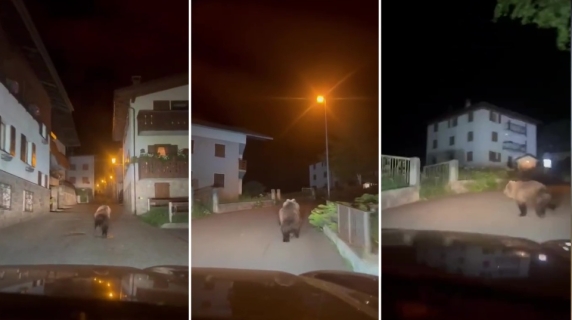 L'orso in fuga tra le case in Valtellina: il video