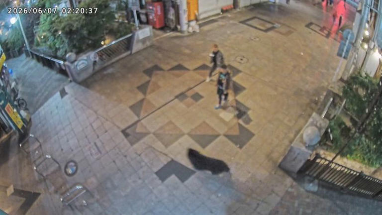 Wild black bear in Japan captured after multi-day hunt grips nation's ...