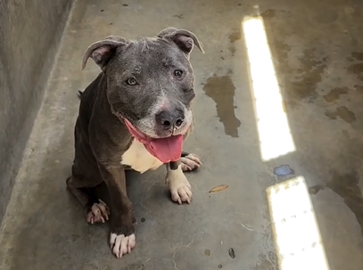 Why senior shelter dogs like Nala deserve a second look